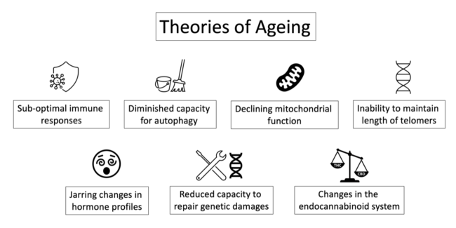 New Pathways to Longevity - Cannakeys